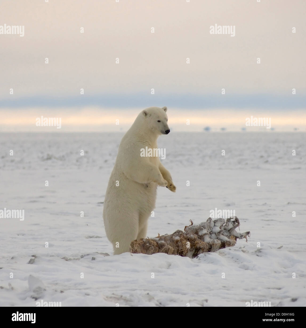 Polar Bear Sow with a Bowhead Whale Bone Stock Photo - Alamy