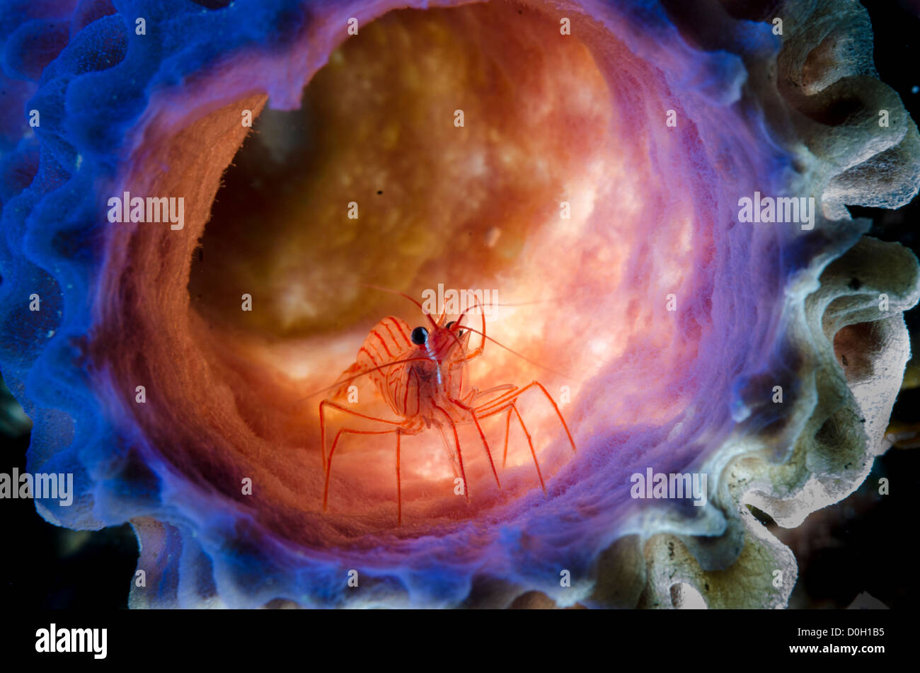 Synalpheus regalis hi-res stock photography and images - Alamy