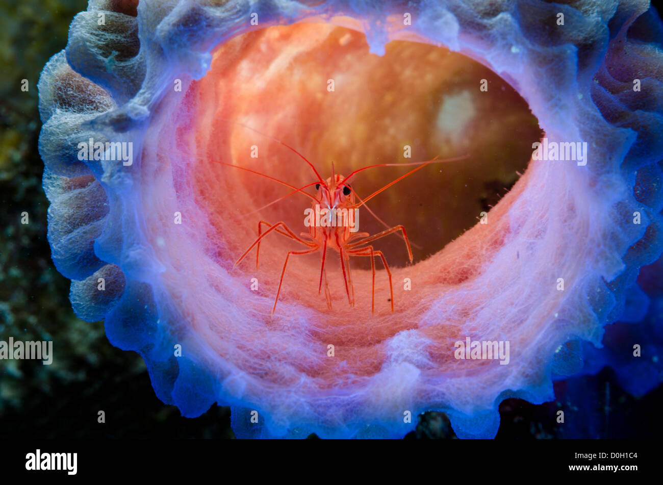 Sponge shrimp, Synalpheus regalis, Bonaire, Caribbean Stock Photo - Alamy