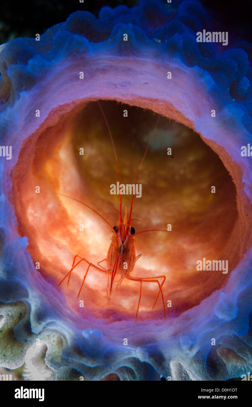 Shrimp synalpheus regalis bonaire caribbean hi-res stock photography ...