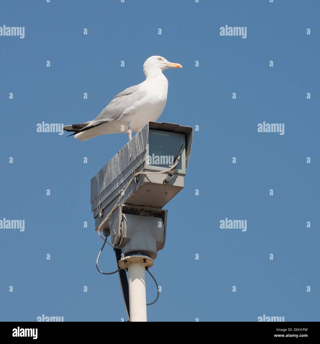 Seagull camera hi-res stock photography and images - Alamy