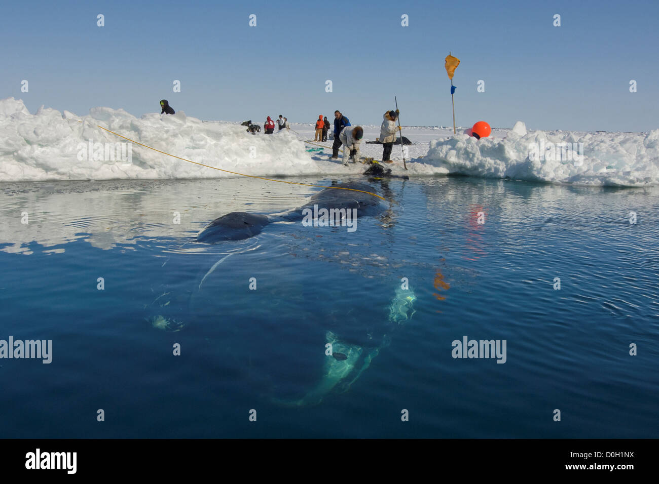 Whale carcass underwater hi-res stock photography and images - Alamy
