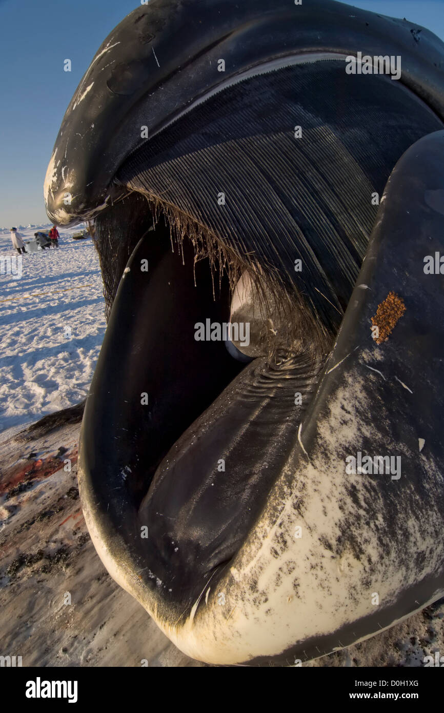 Bowhead Whale Baleen
