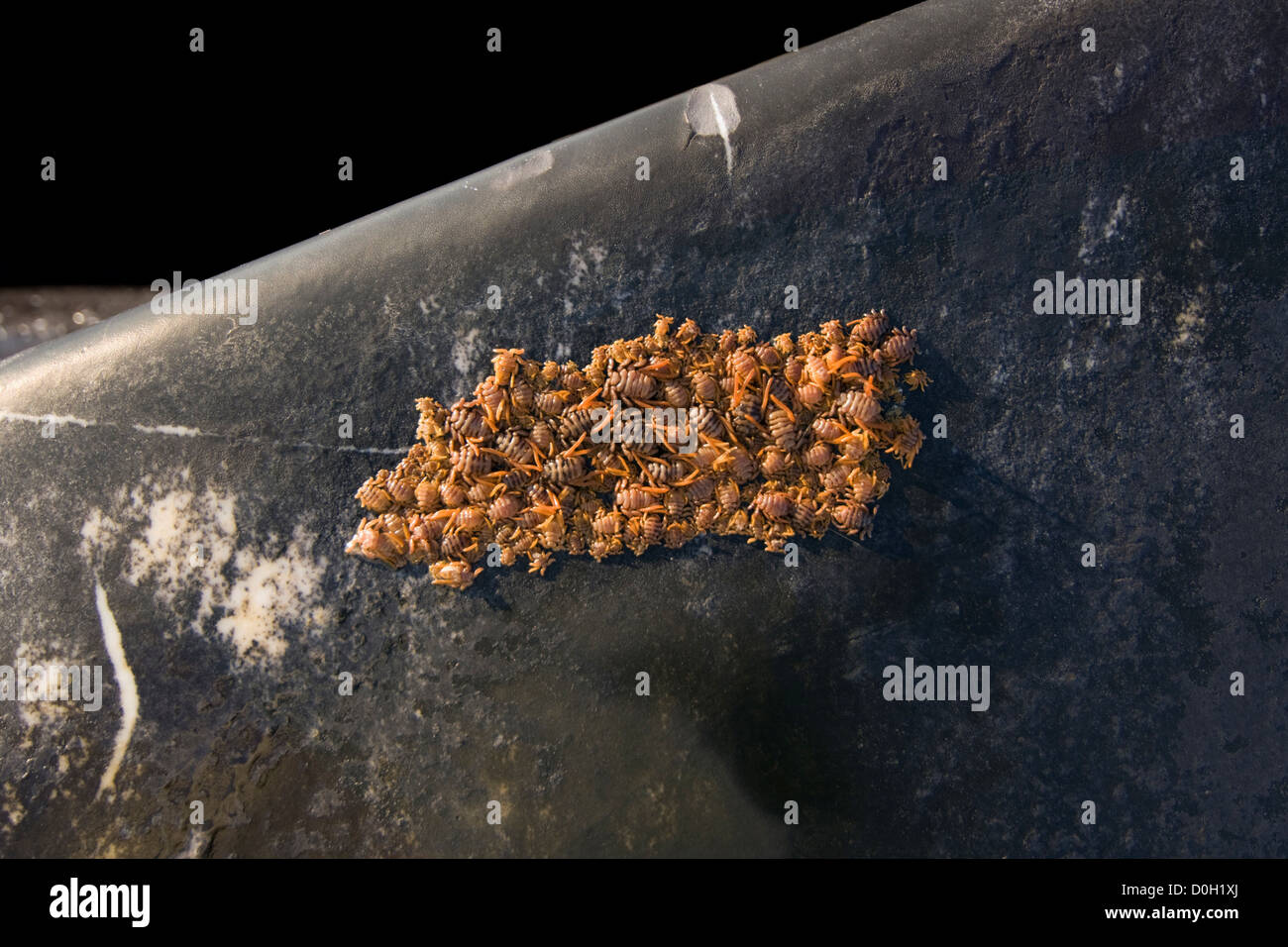 Parasitic sea lice hi-res stock photography and images - Alamy