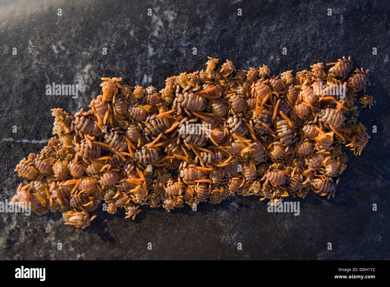Whale lice hi-res stock photography and images - Alamy