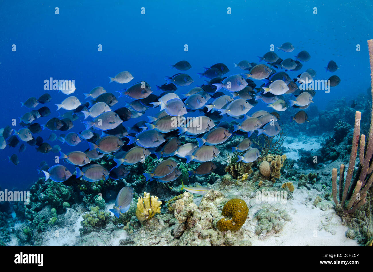 School caribbean blue tang fish hi-res stock photography and images - Alamy