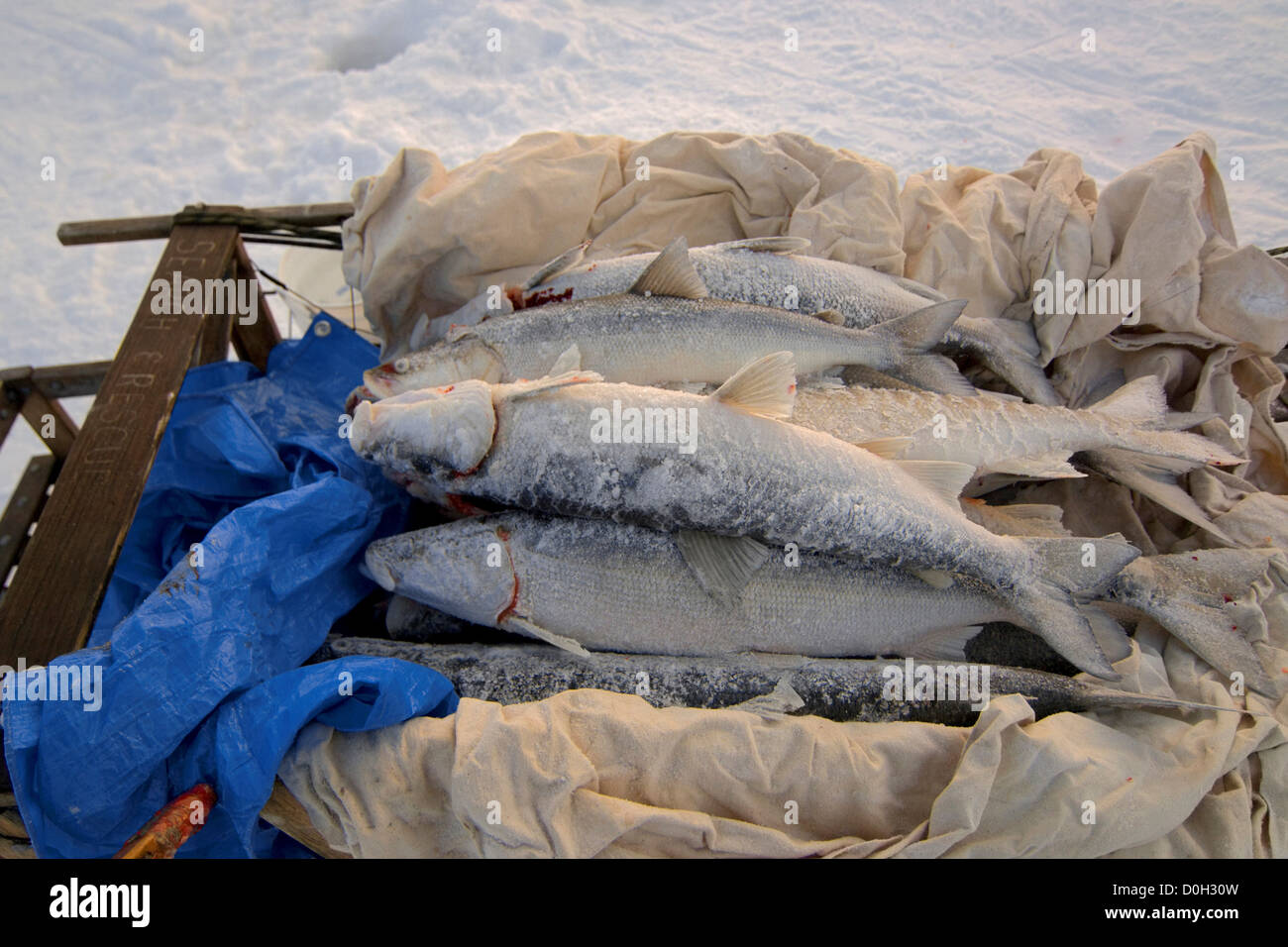 Sheefish hi-res stock photography and images - Alamy