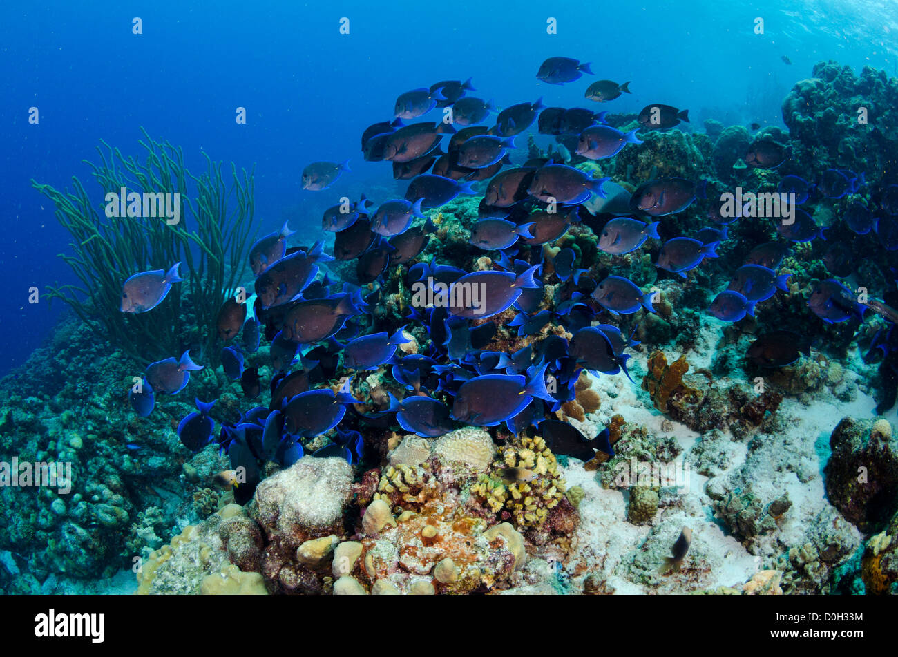 School caribbean blue tang fish hi-res stock photography and images - Alamy
