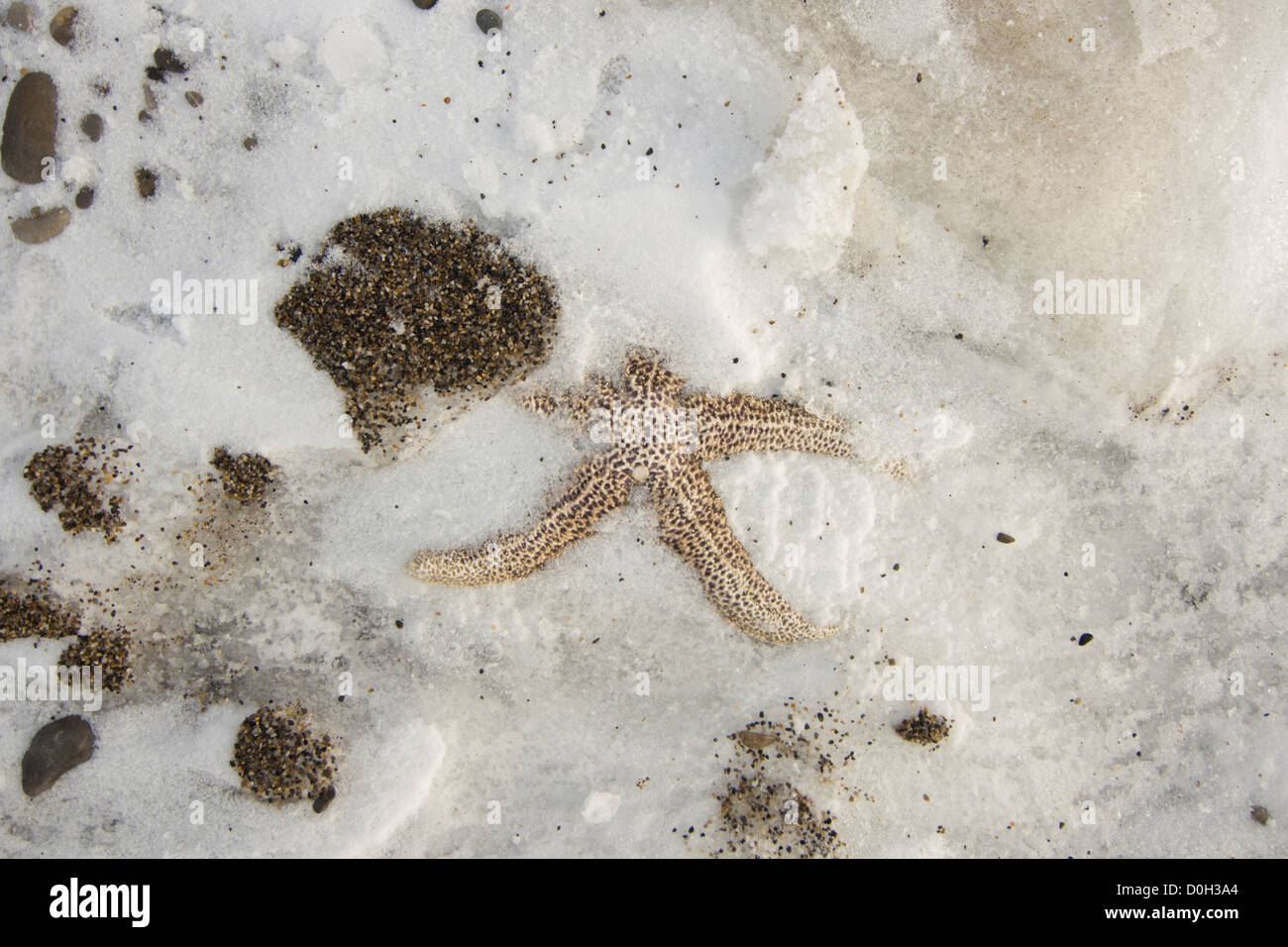 Lisburne hi-res stock photography and images - Alamy