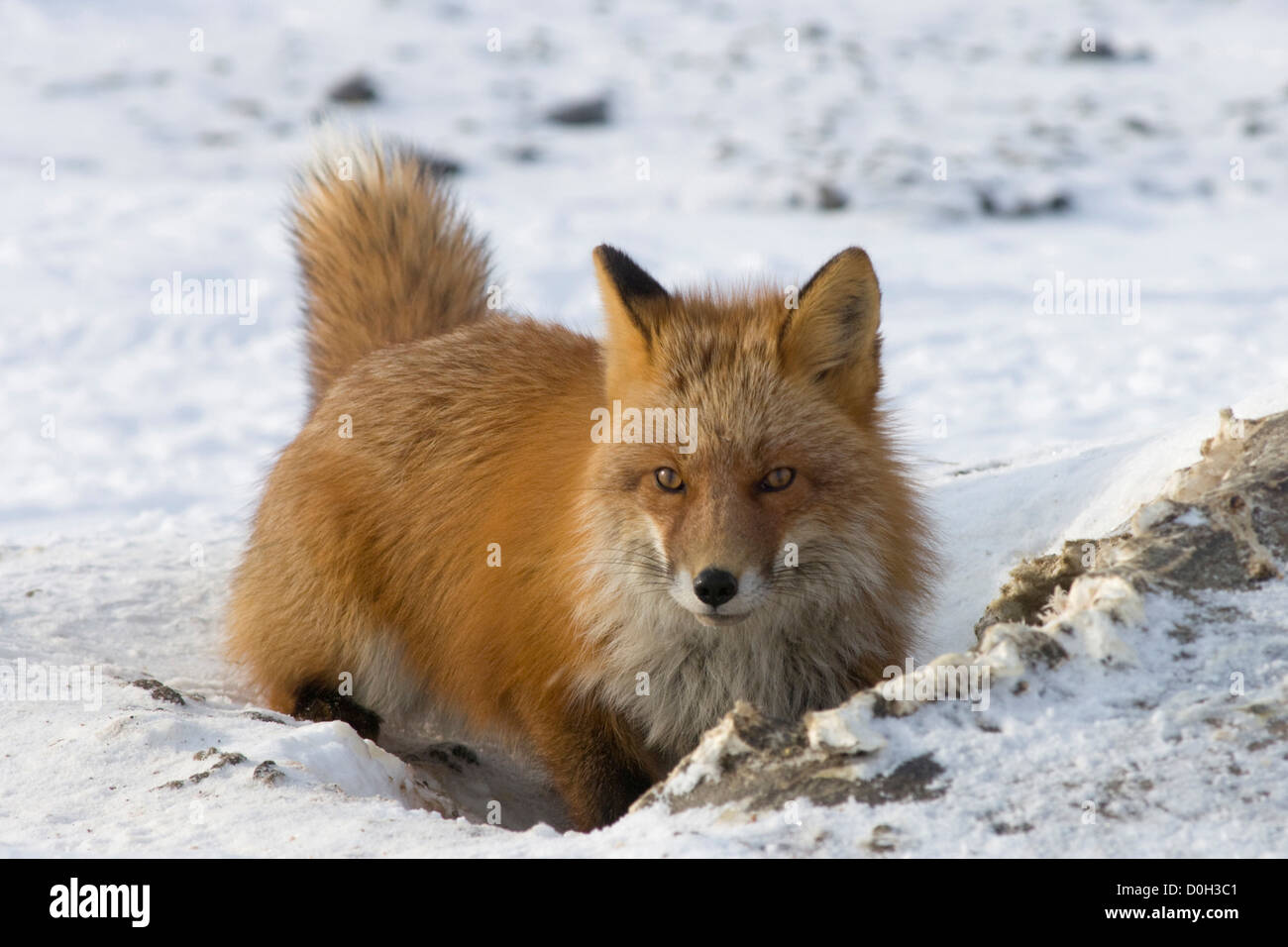 Red Fox Feeding on a Walrus Carcass Stock Photo - Alamy