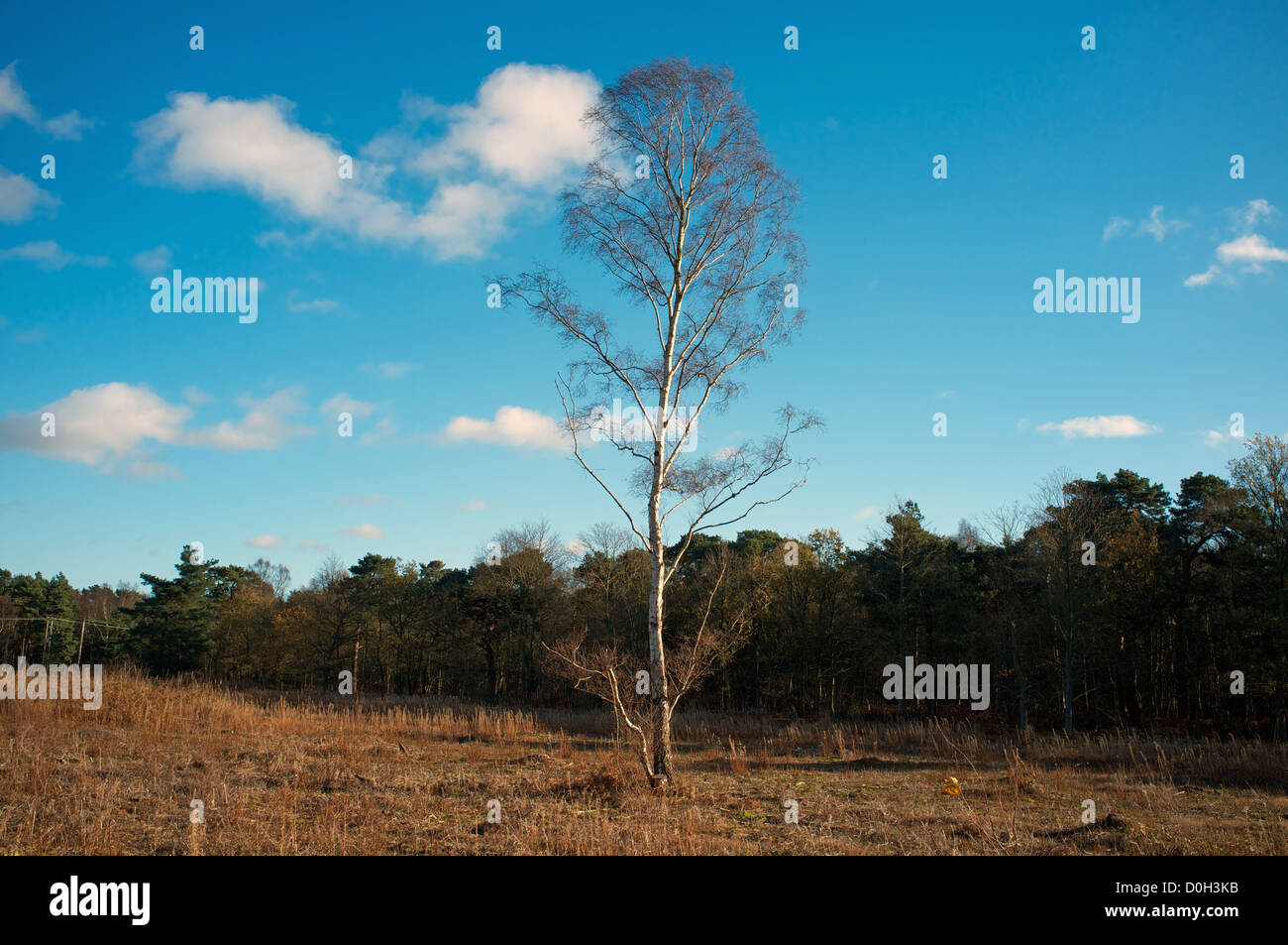 Eastern heath hi-res stock photography and images - Alamy