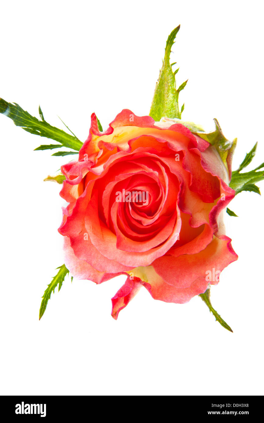 One single pink rose isolated over white Stock Photo - Alamy