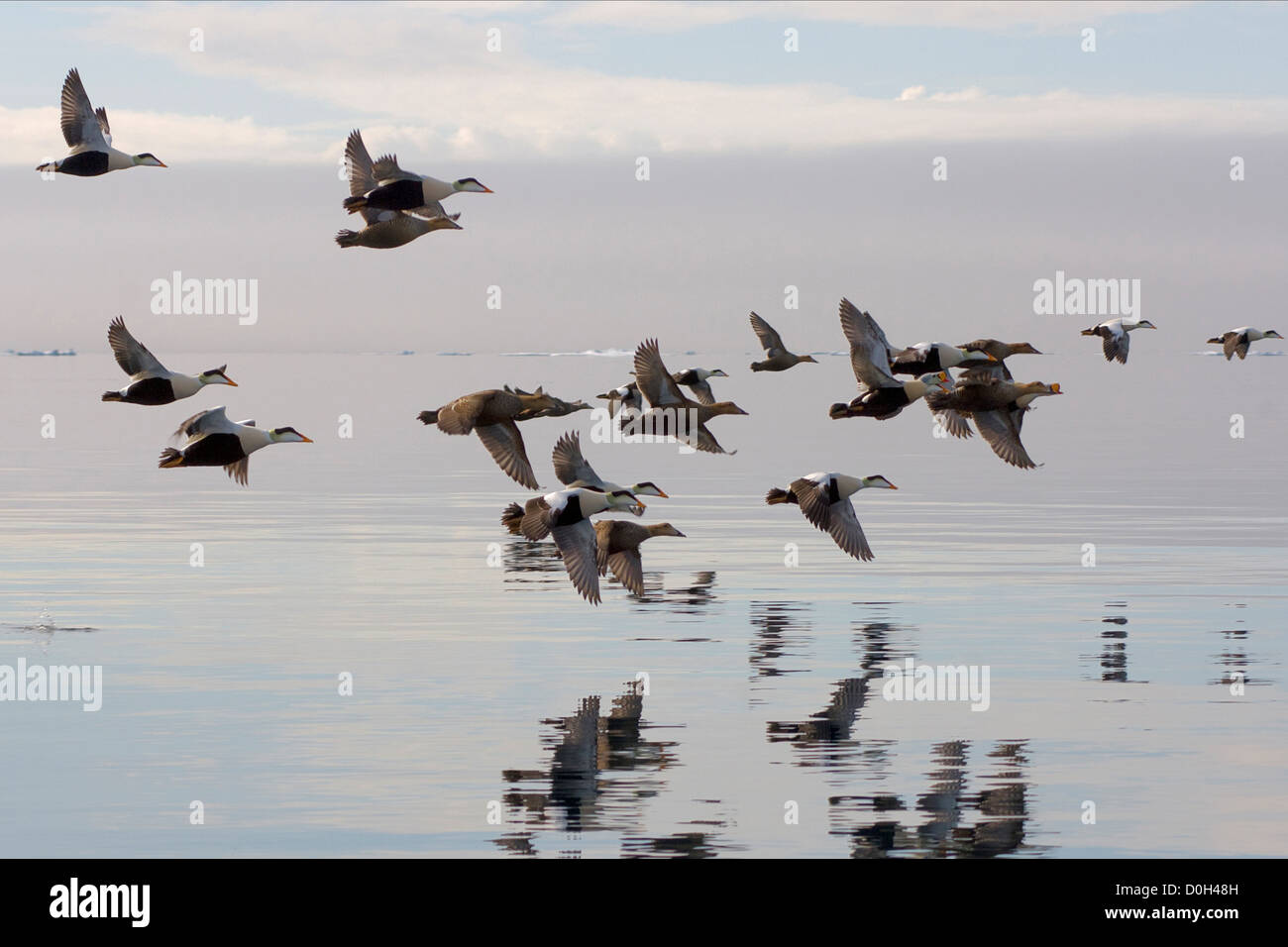 King eider somateria spectabilis common hi-res stock photography and ...