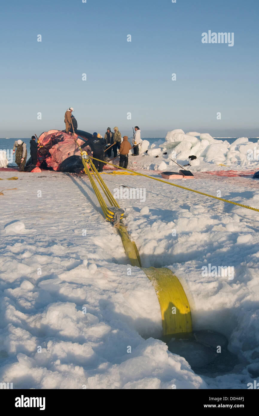 Inupiaq Whalers Haul in a Bowhead Whale Catch Stock Photo - Alamy