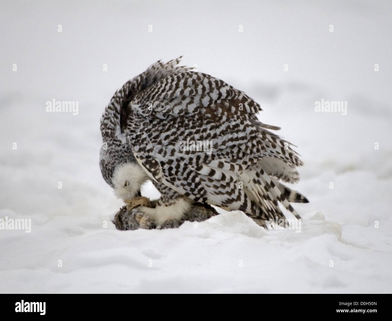 Frozen beaufort sea hi-res stock photography and images - Alamy