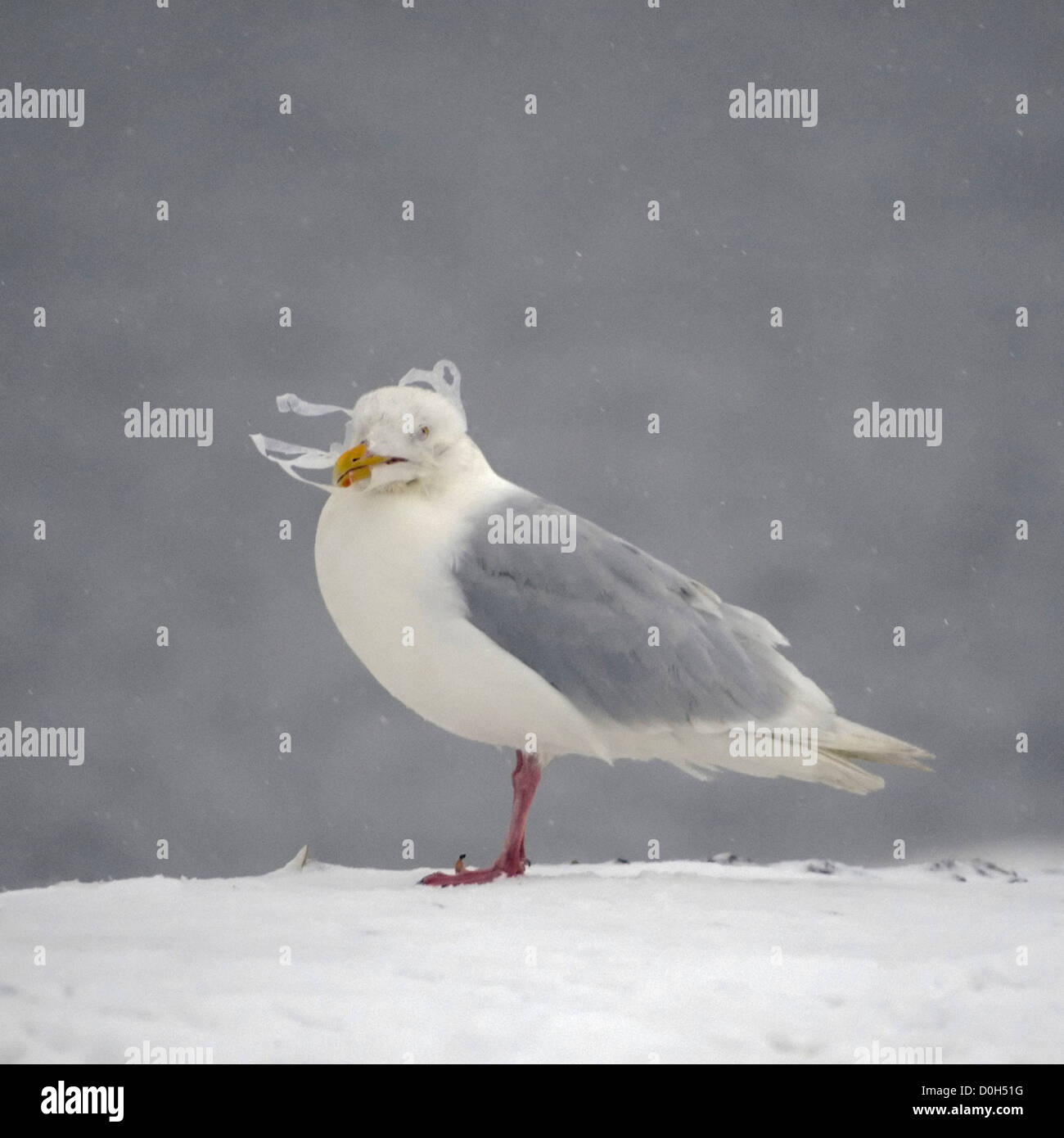 Feathered neck hi-res stock photography and images - Alamy