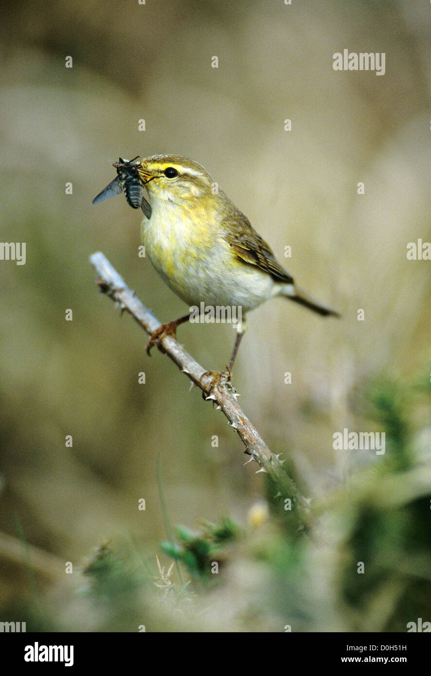 A willow warbler with an insect in its beak UK Stock Photo - Alamy