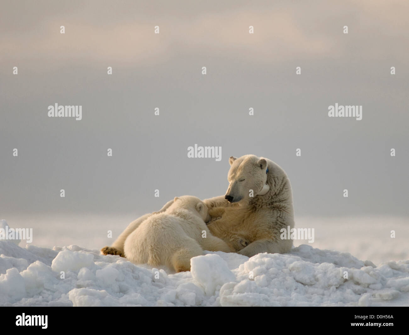 Female Polar Bear Feeding Her Cub Stock Photo - Alamy