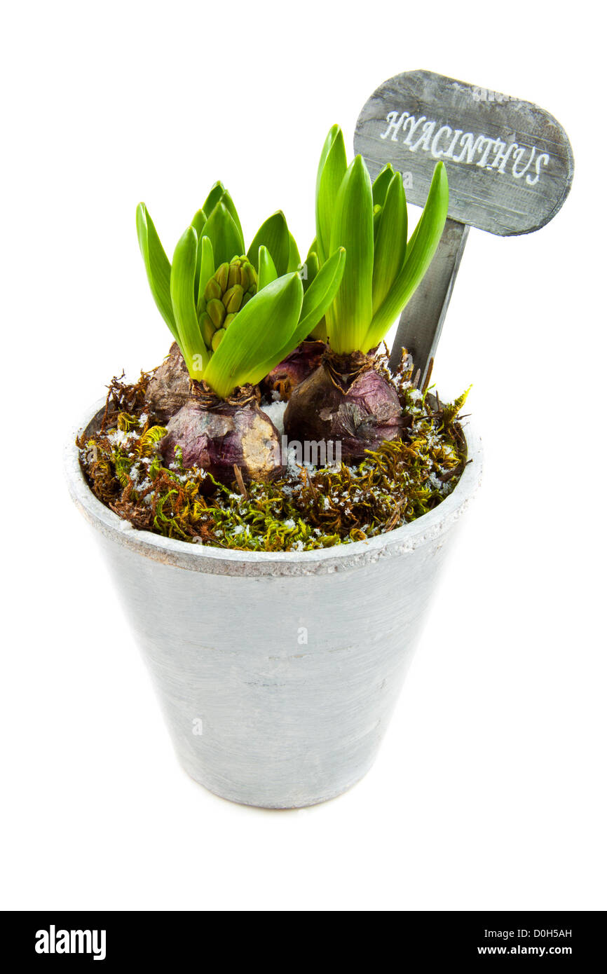 Hyacinth in a pot blooming isolated over white Stock Photo - Alamy