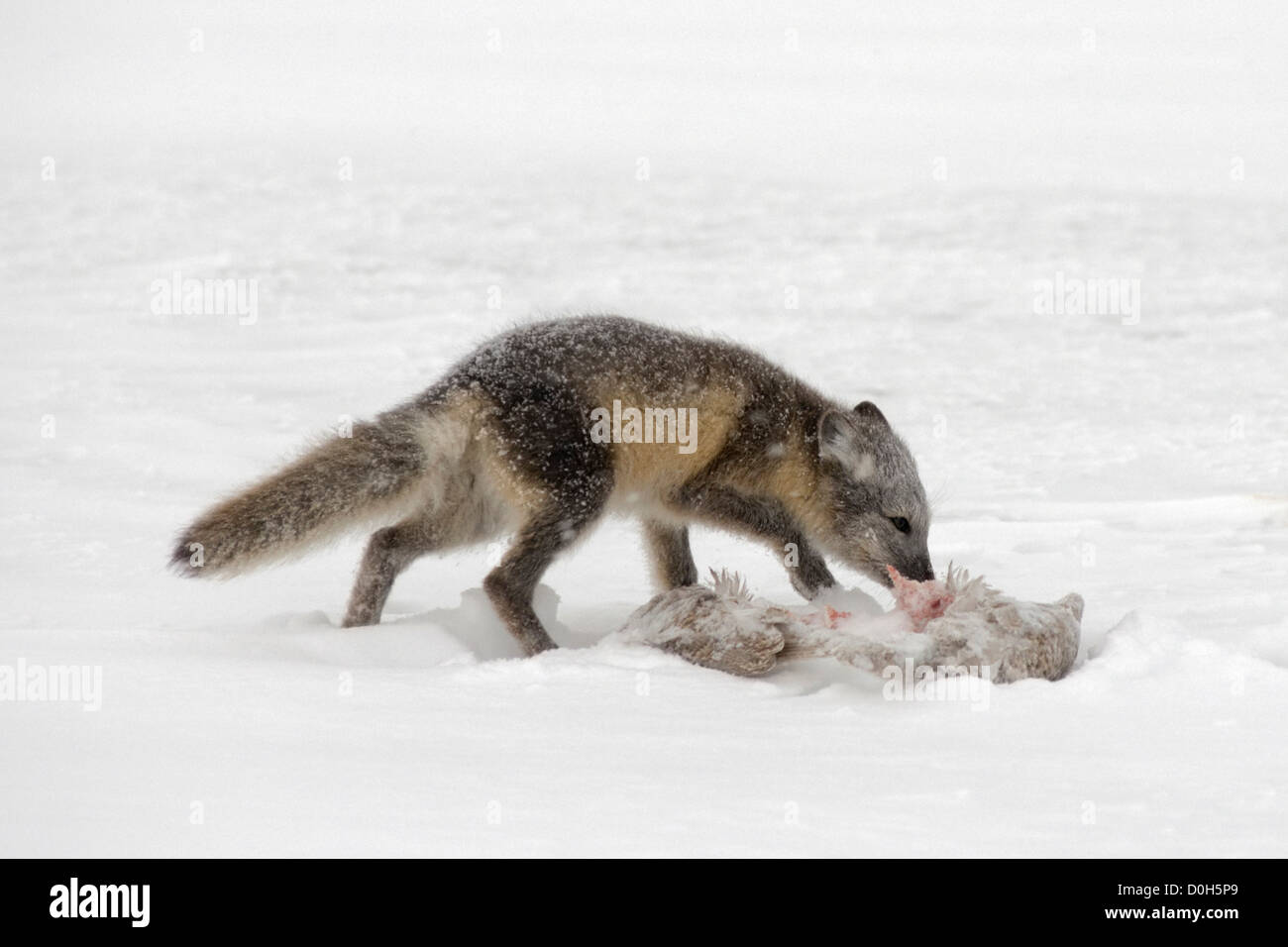 Arctic fox eating carcass hi-res stock photography and images - Alamy