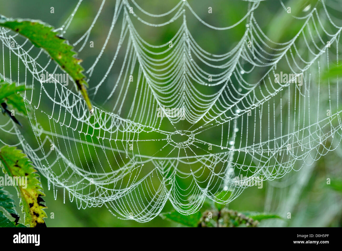 Orb web covered in dew at dawn Stock Photo - Alamy