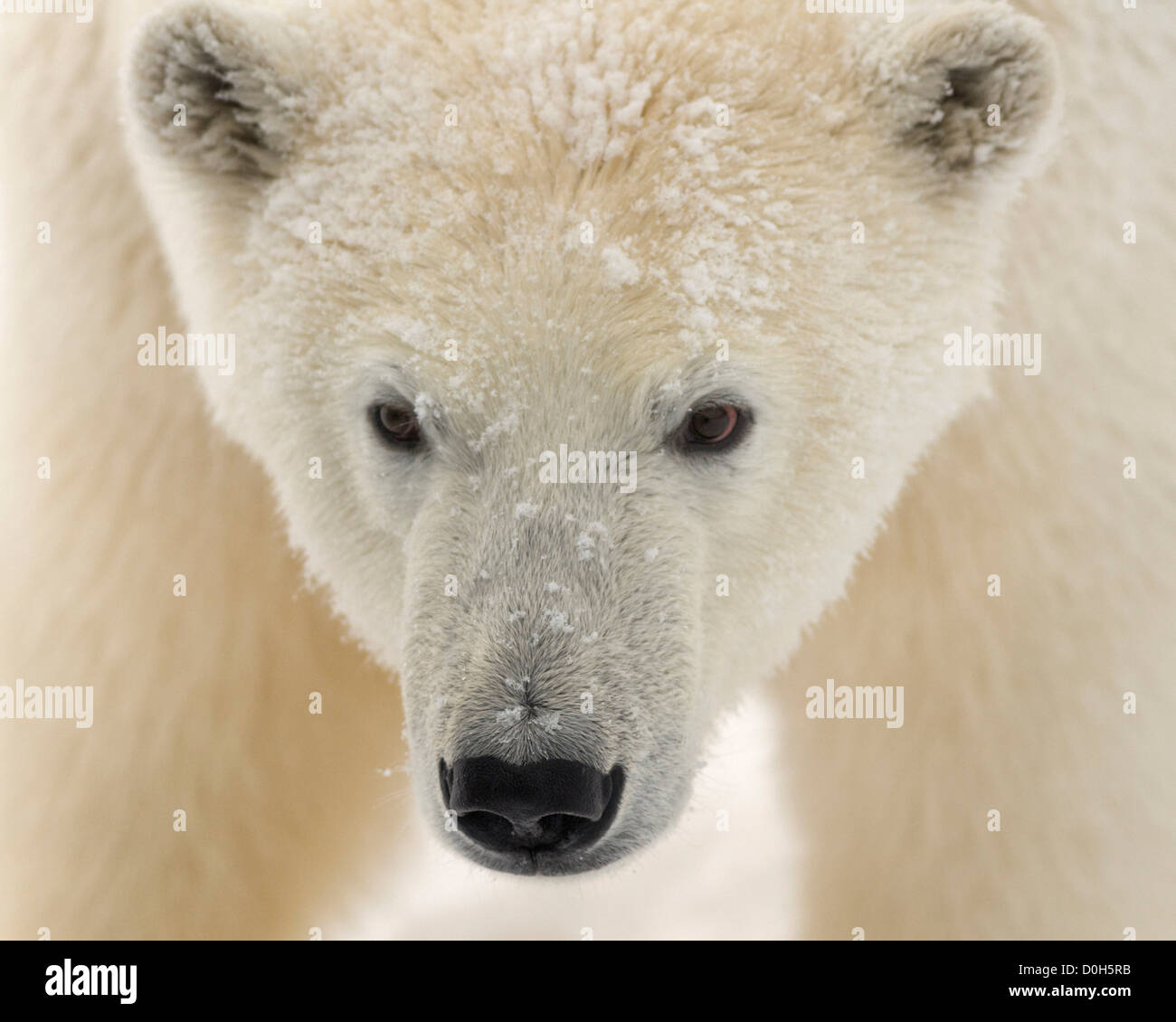 Face of a Female Polar Bear Stock Photo - Alamy