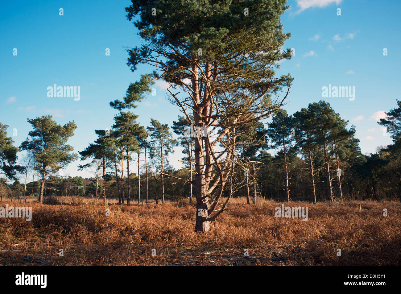 Sutton Heath, Suffolk, UK Stock Photo - Alamy
