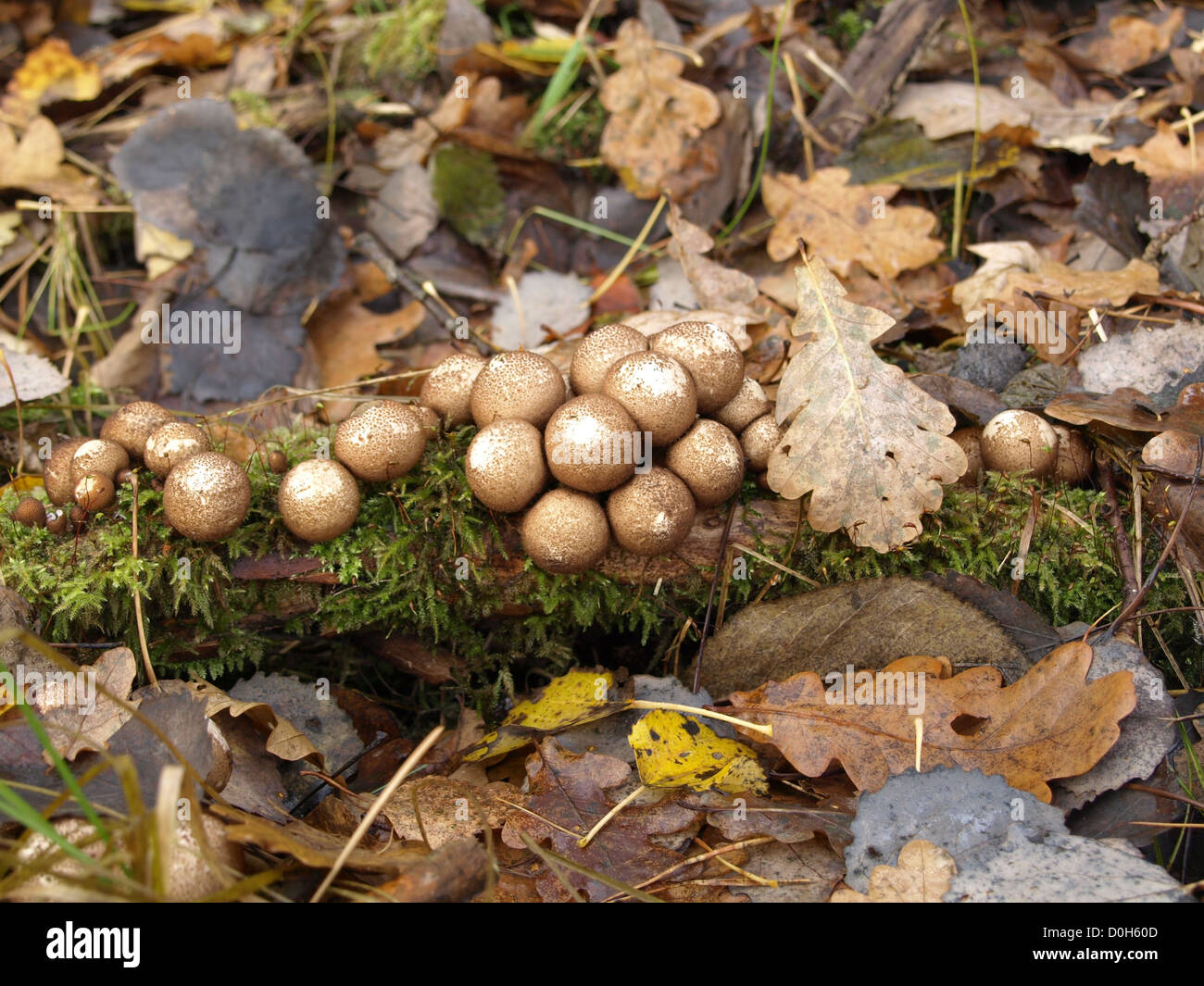 Common earth ball fungus scleroderma hi-res stock photography and ...