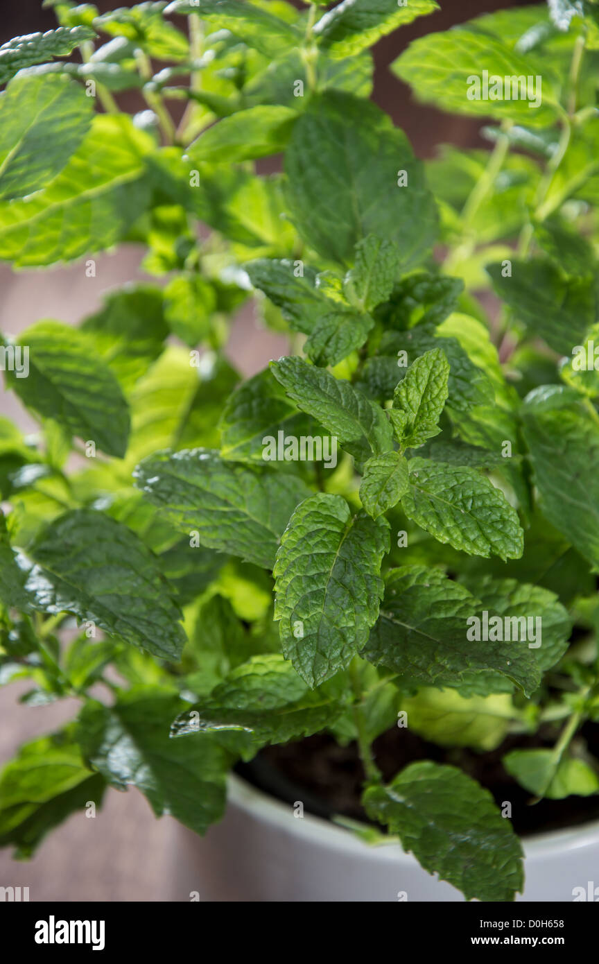 Mint plant (macro shot) on dark background Stock Photo - Alamy
