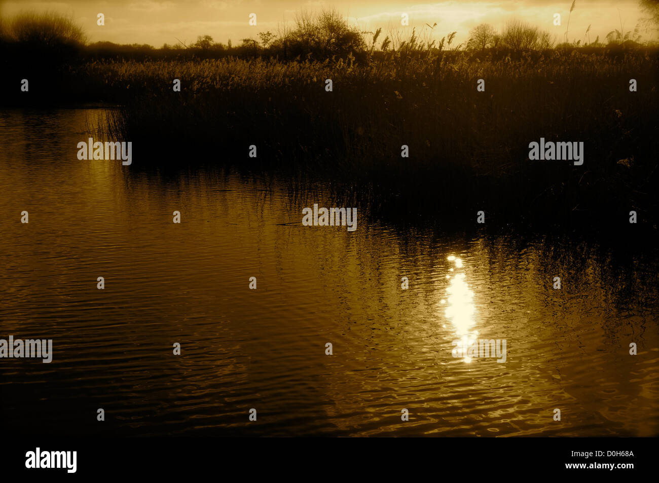 Reeds in wetlands hi-res stock photography and images - Alamy
