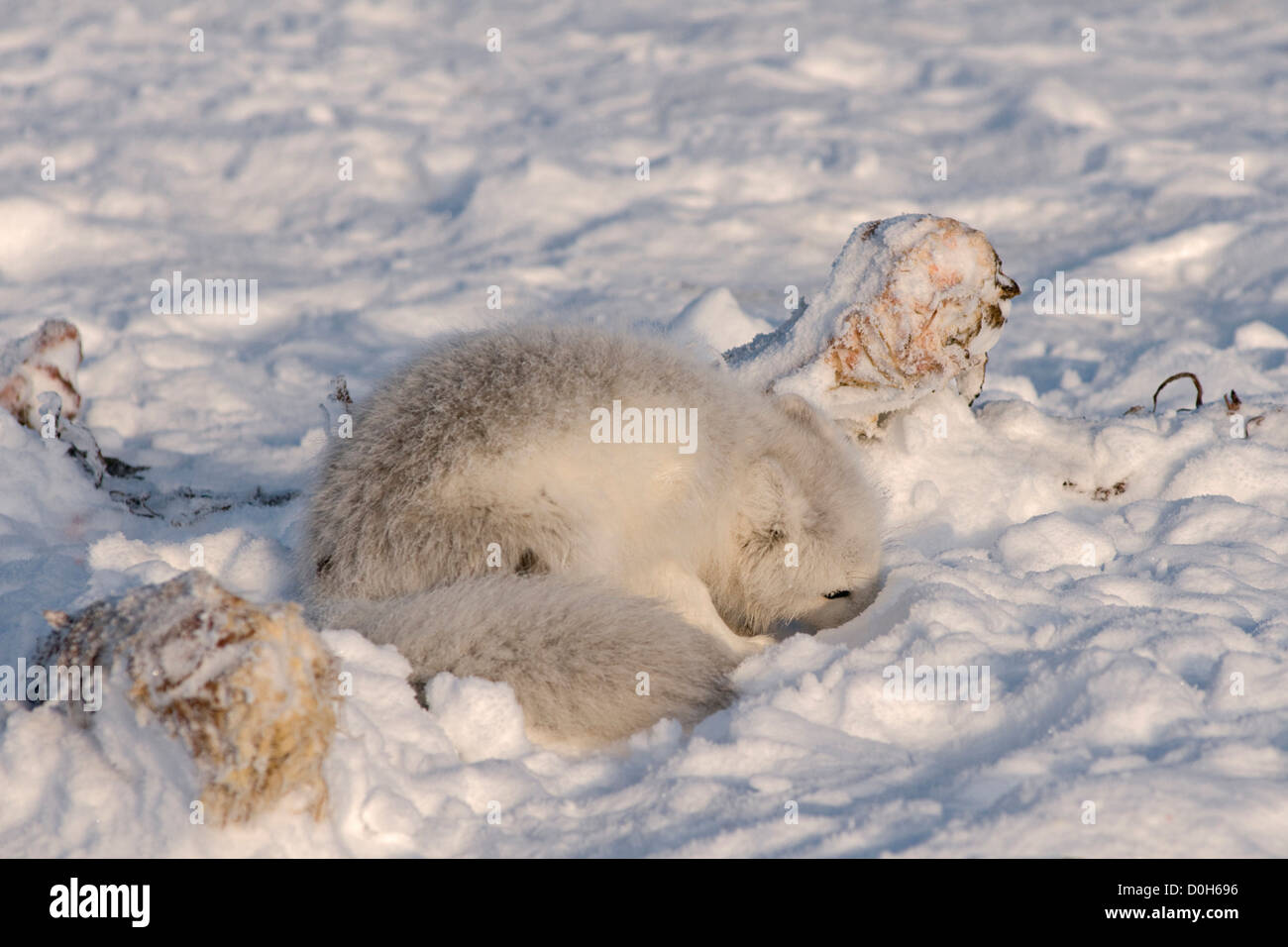Blubber Whale High Resolution Stock Photography and Images - Alamy