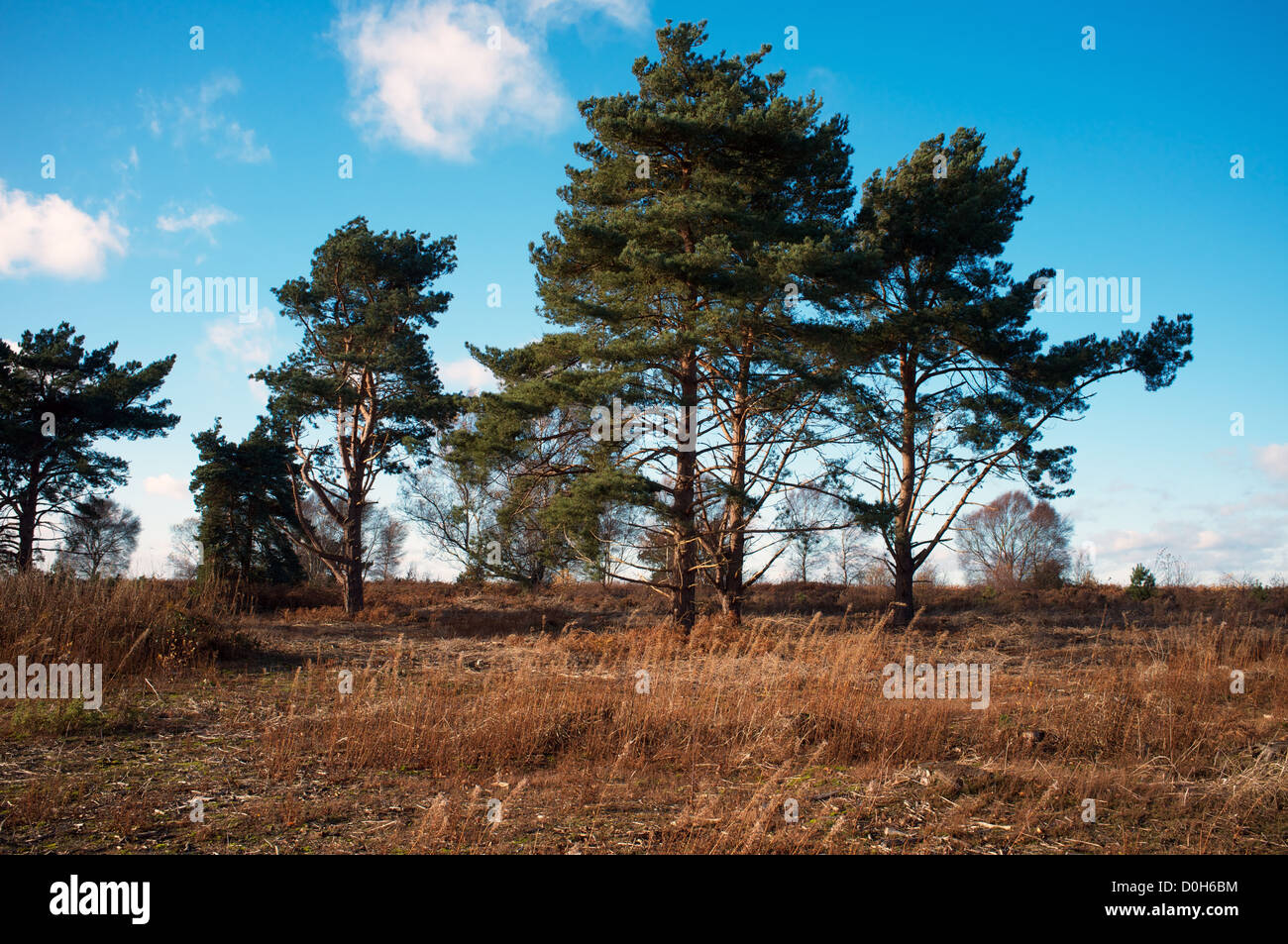 Sutton Heath Suffolk UK Stock Photo - Alamy