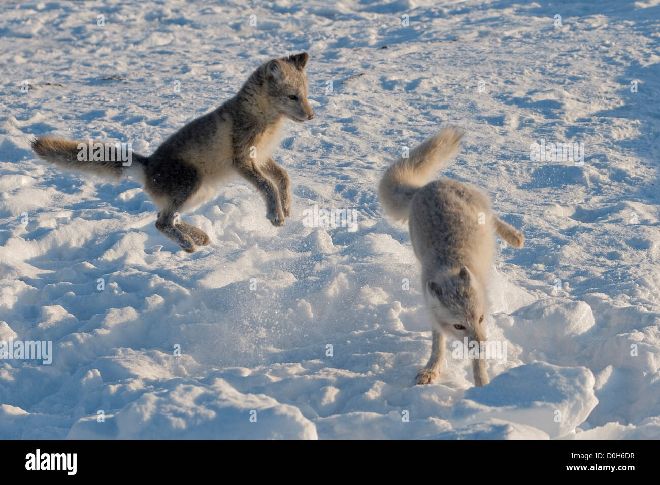 Arctic fox jumping hi-res stock photography and images - Alamy