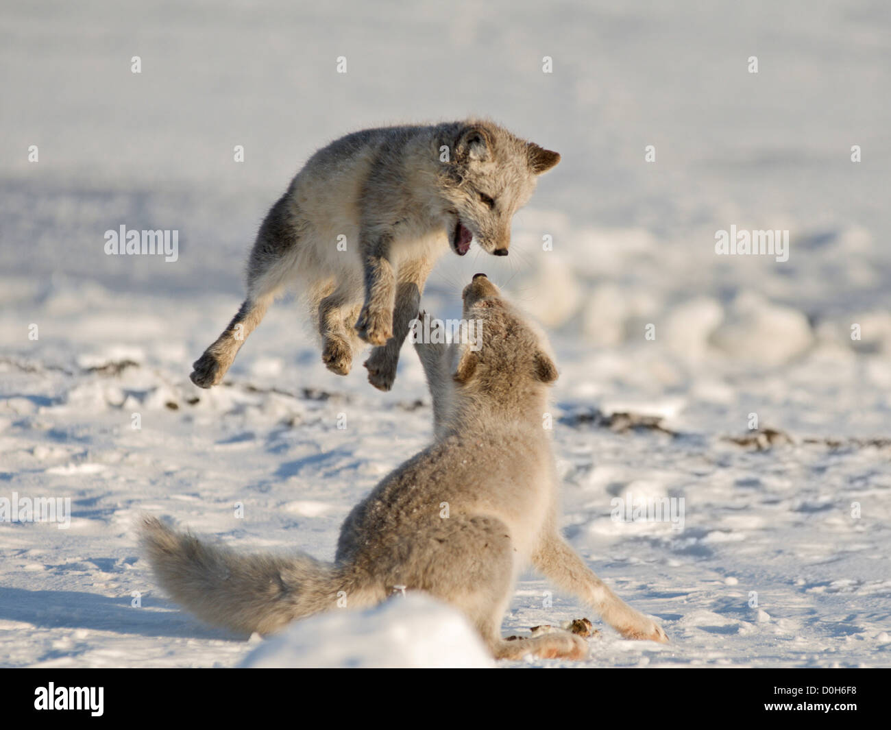Arctic fox jumping hi-res stock photography and images - Alamy