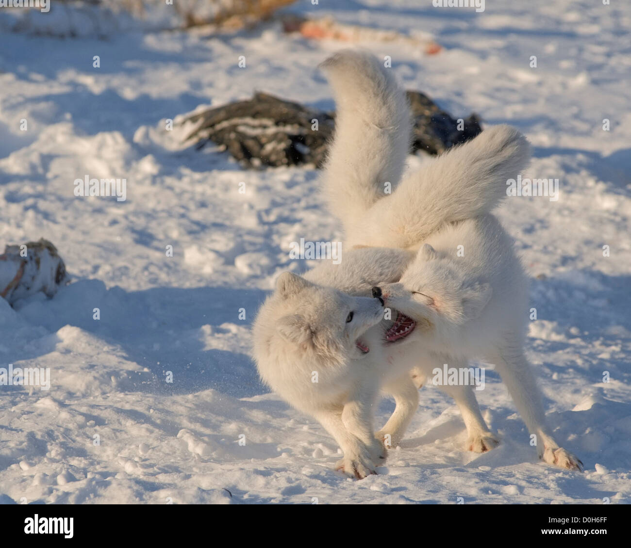 Arctic fox jumping hi-res stock photography and images - Alamy