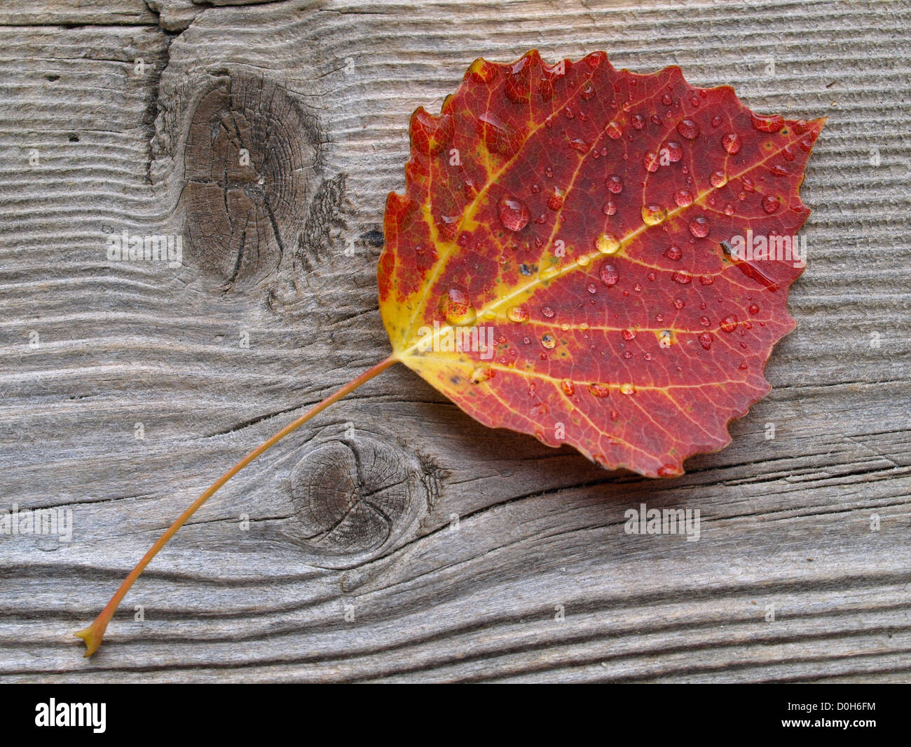Poplar leaf hi-res stock photography and images - Alamy