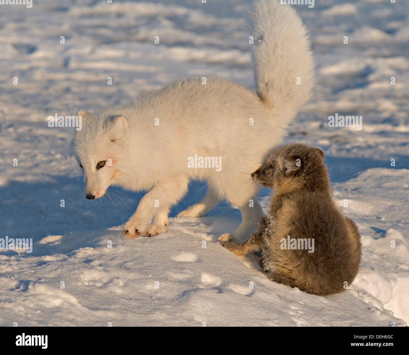 Arctic foxes alaska hi-res stock photography and images - Alamy