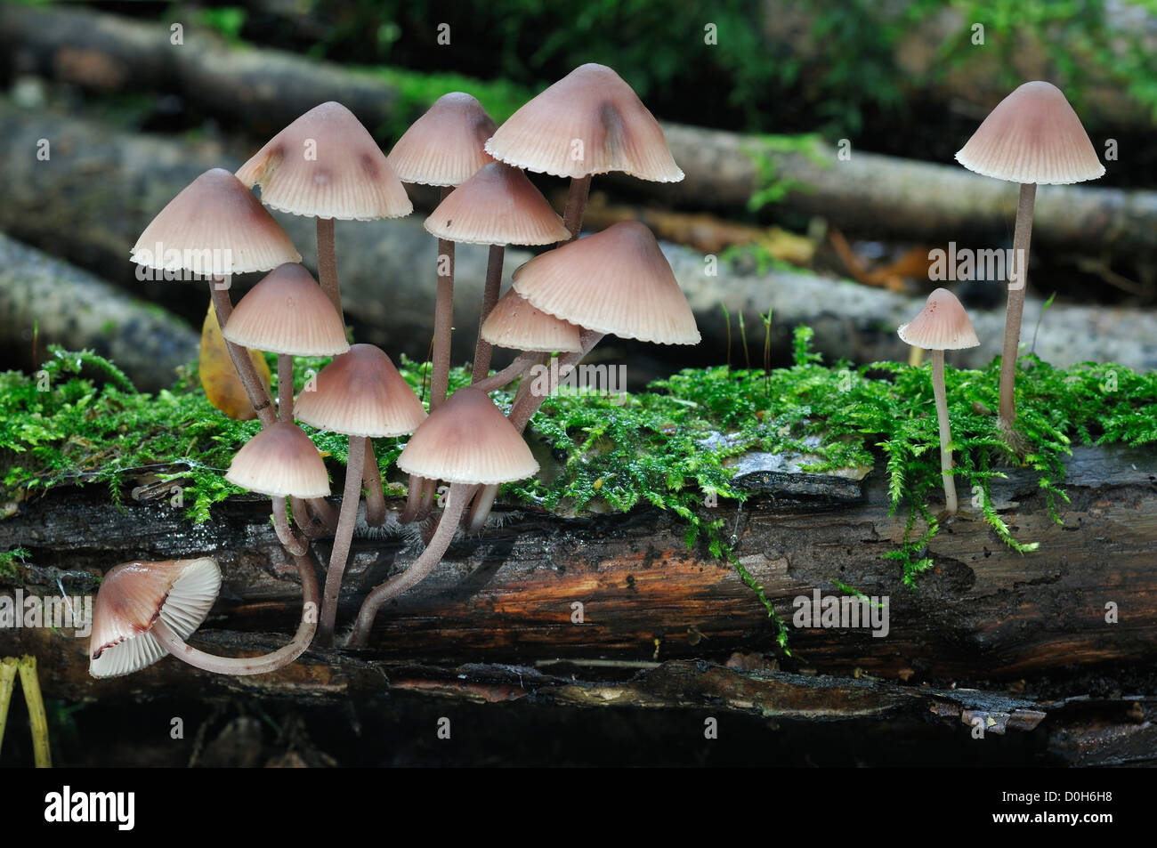 Bleeding Mycena or Burgundydrop Bonnet Fungi - Mycena haematopus Stock ...