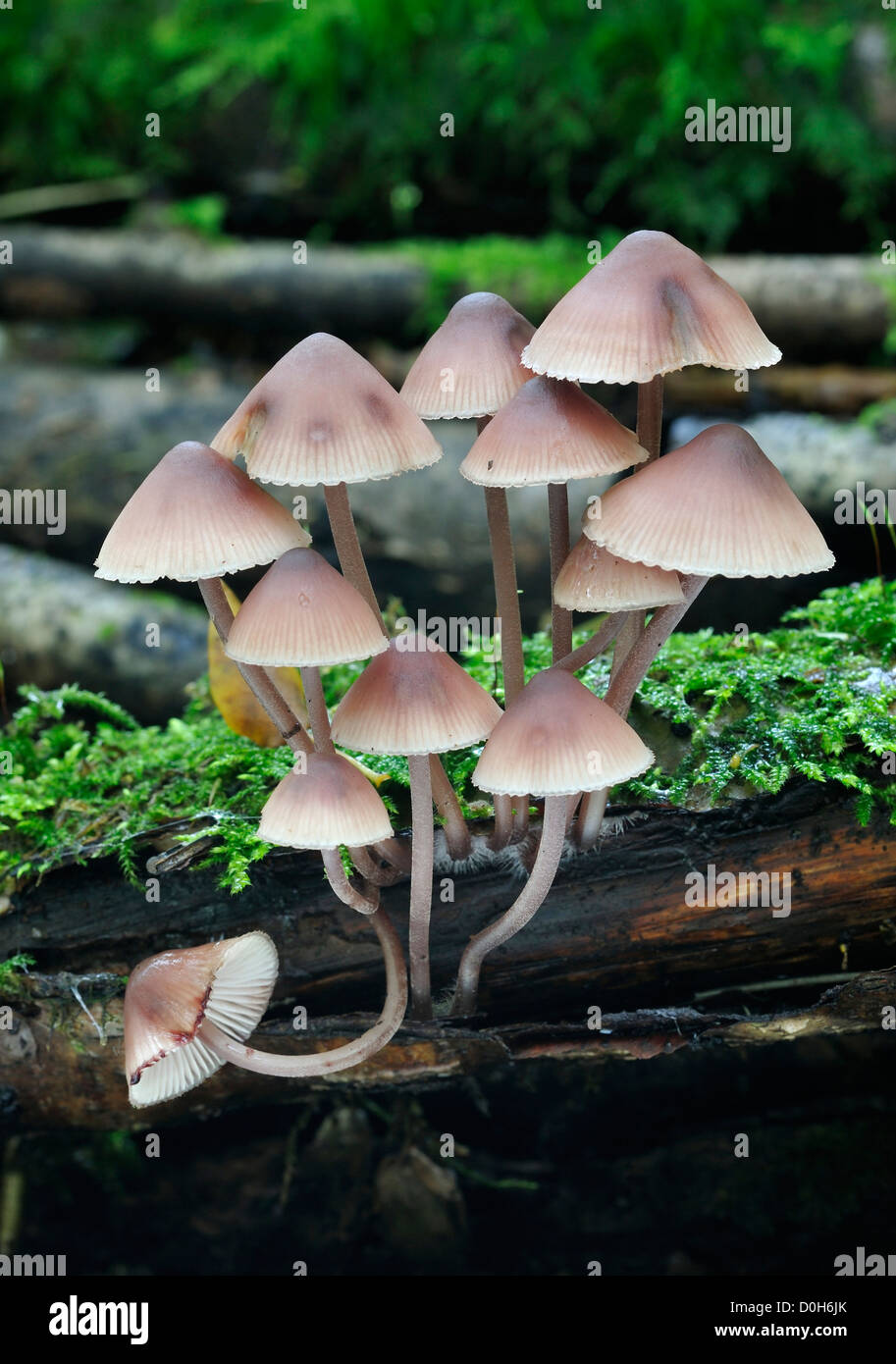 Bleeding Mycena or Burgundydrop Bonnet - Mycena haematopus Stock Photo ...