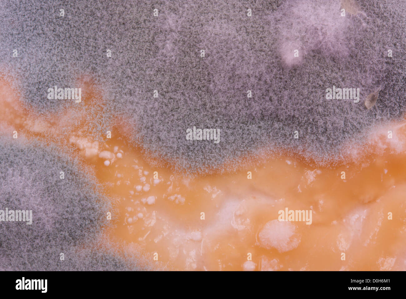 Mold in progress dangerous for human life Stock Photo - Alamy
