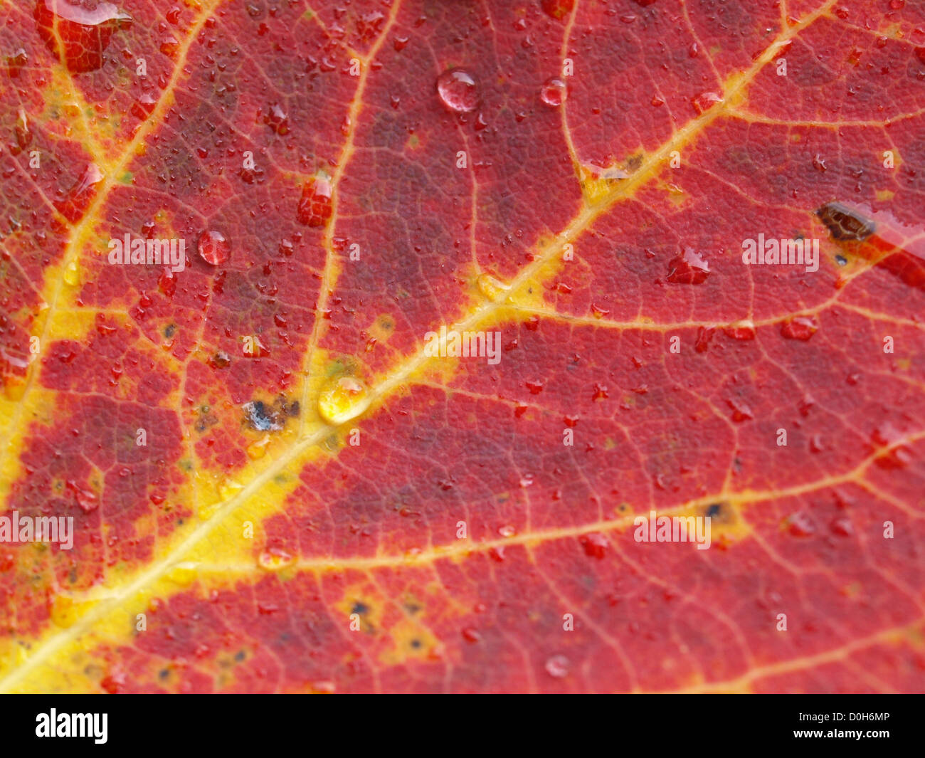 Poplar leaf hi-res stock photography and images - Alamy
