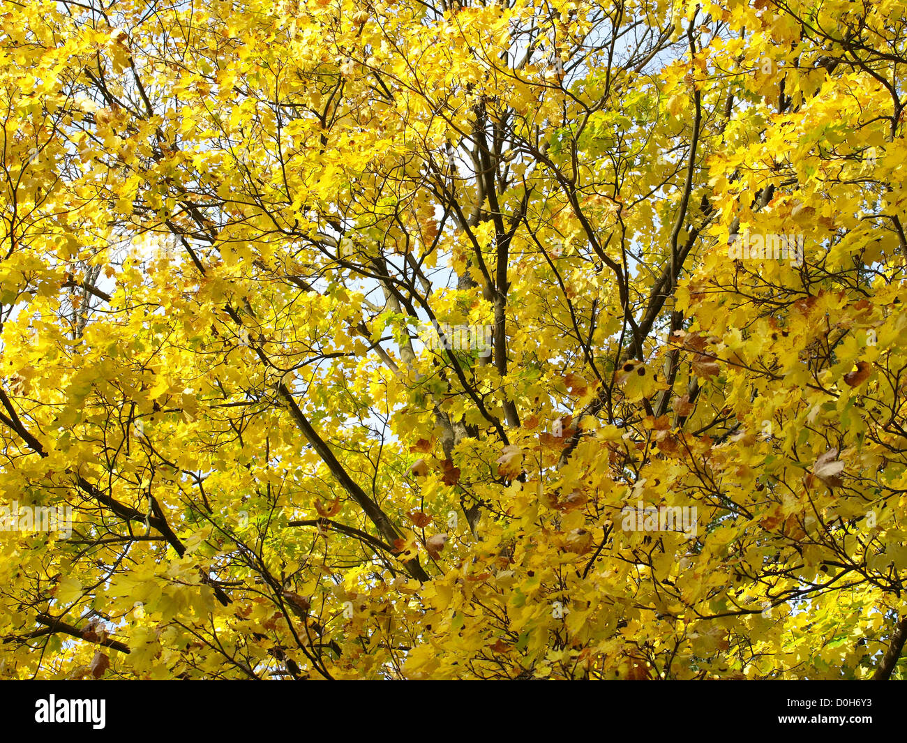 Ahornbaum hi-res stock photography and images - Alamy