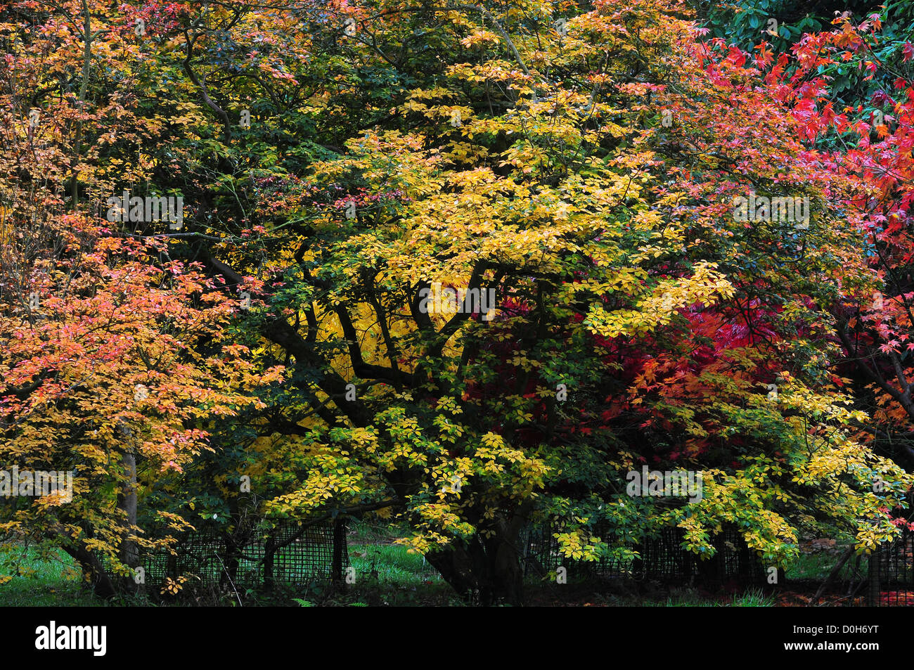 Japanese maples hi-res stock photography and images - Alamy