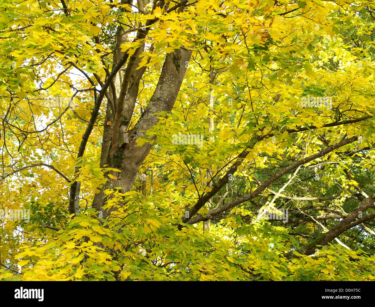 maple tree in autumnal colors / Ahornbaum in herbstlichen Farben Stock ...