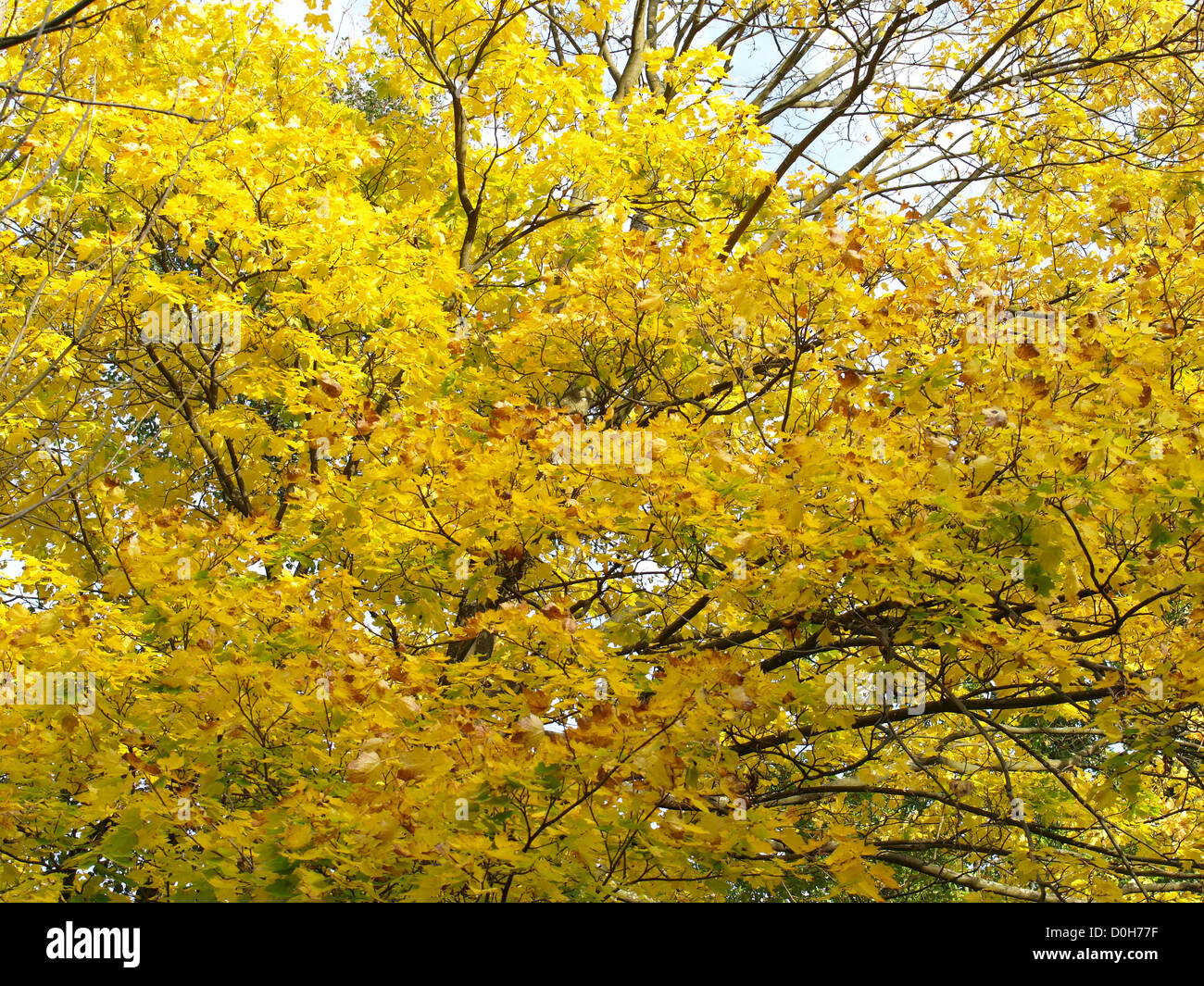 Ahornbaum hi-res stock photography and images - Alamy
