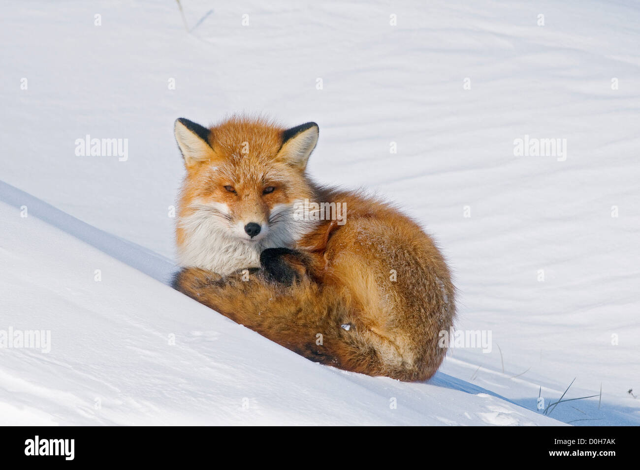 Red fox resting in snow hi-res stock photography and images - Alamy
