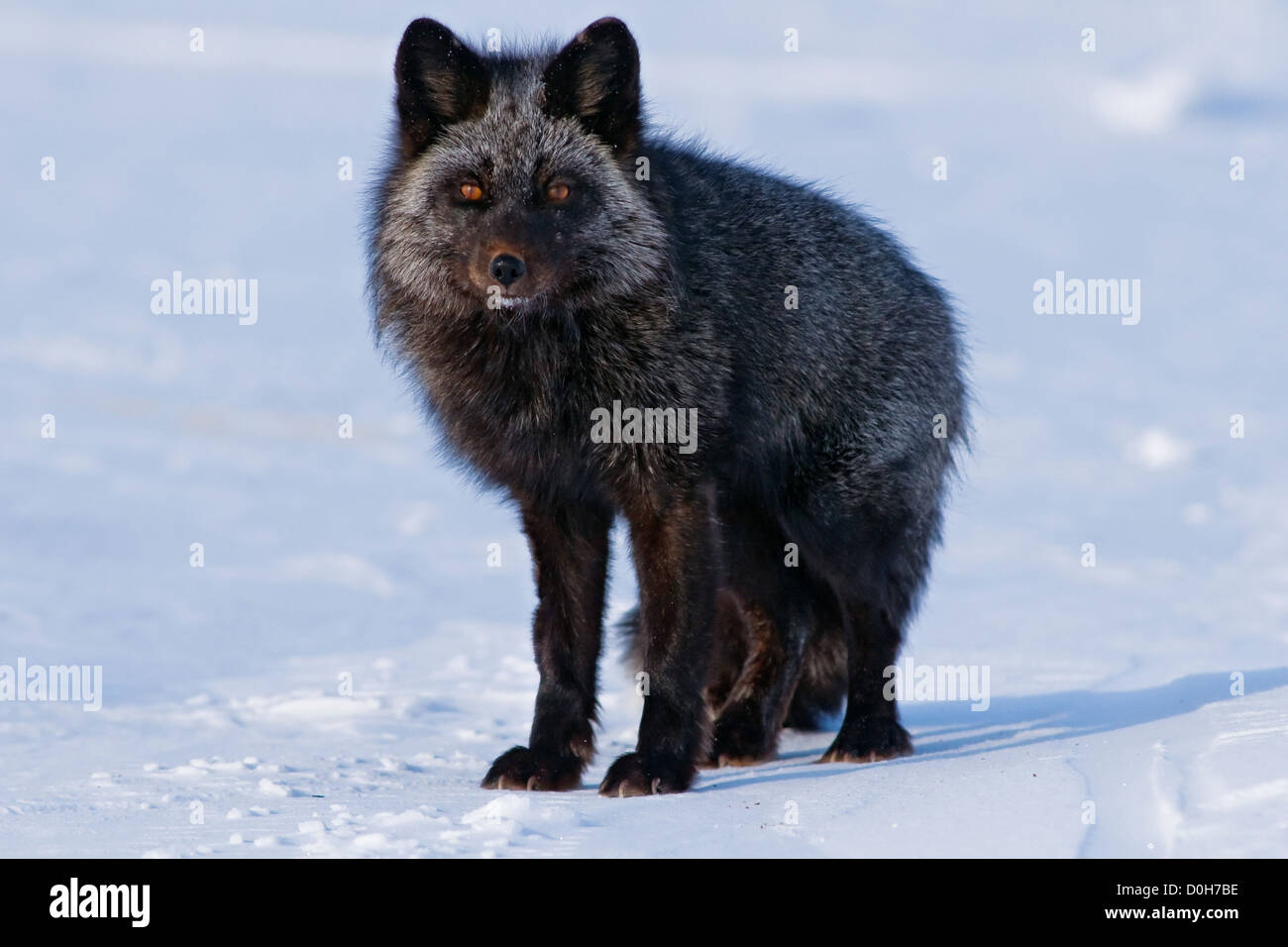 Silver black fox hi-res stock photography and images - Alamy