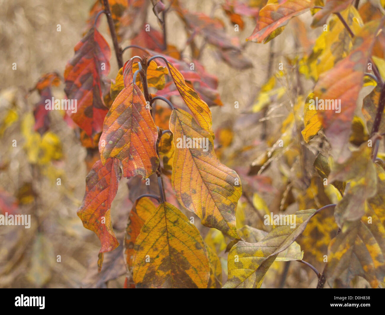 Alder Buckthorn in autumnal colors / Frangula alnus / Faulbeerbaum in ...