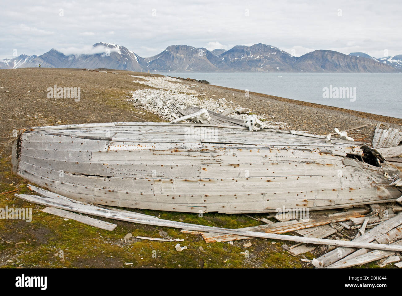 Svalbard beluga whale hi-res stock photography and images - Alamy