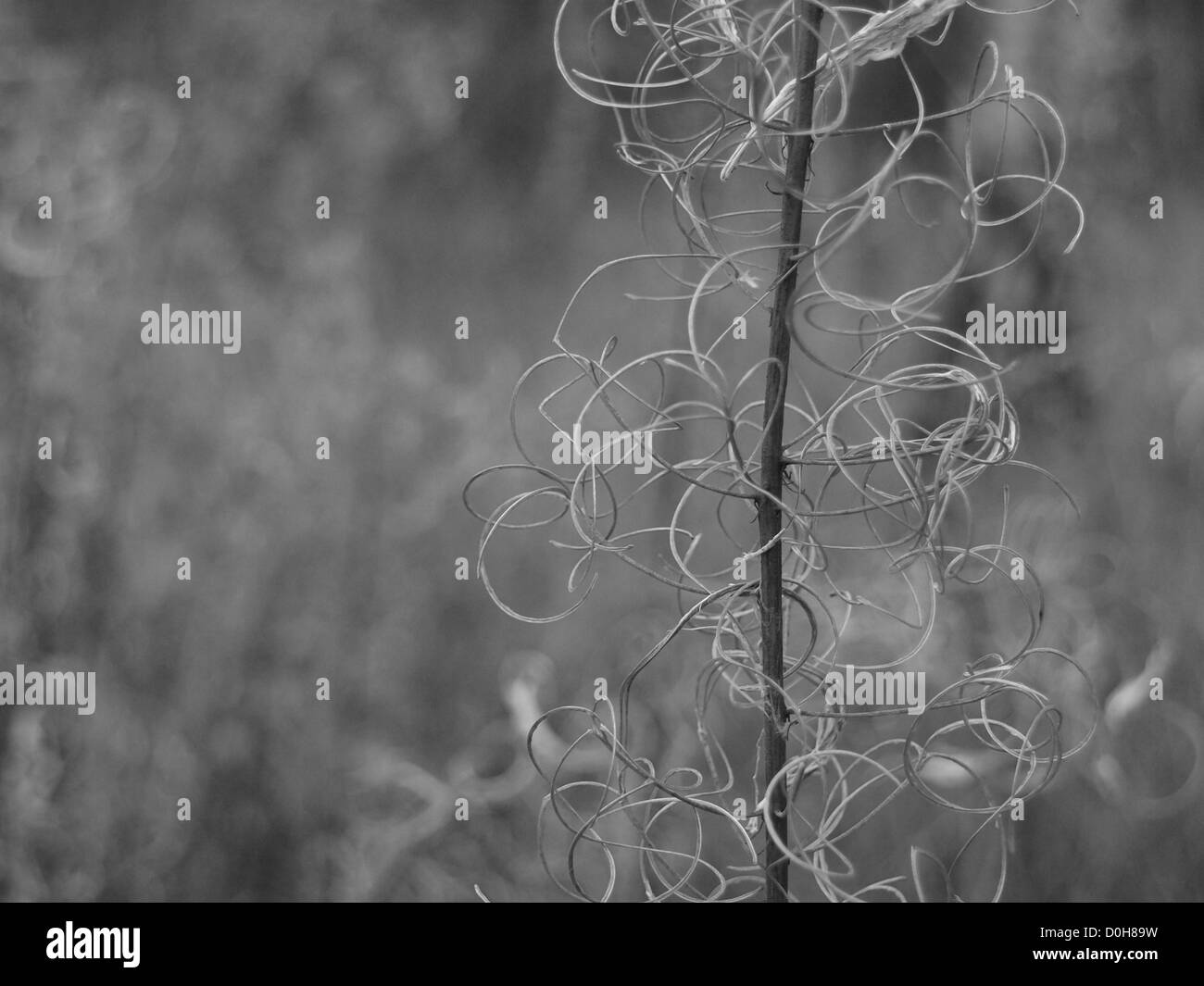 Fireweed flower Black and White Stock Photos & Images - Alamy